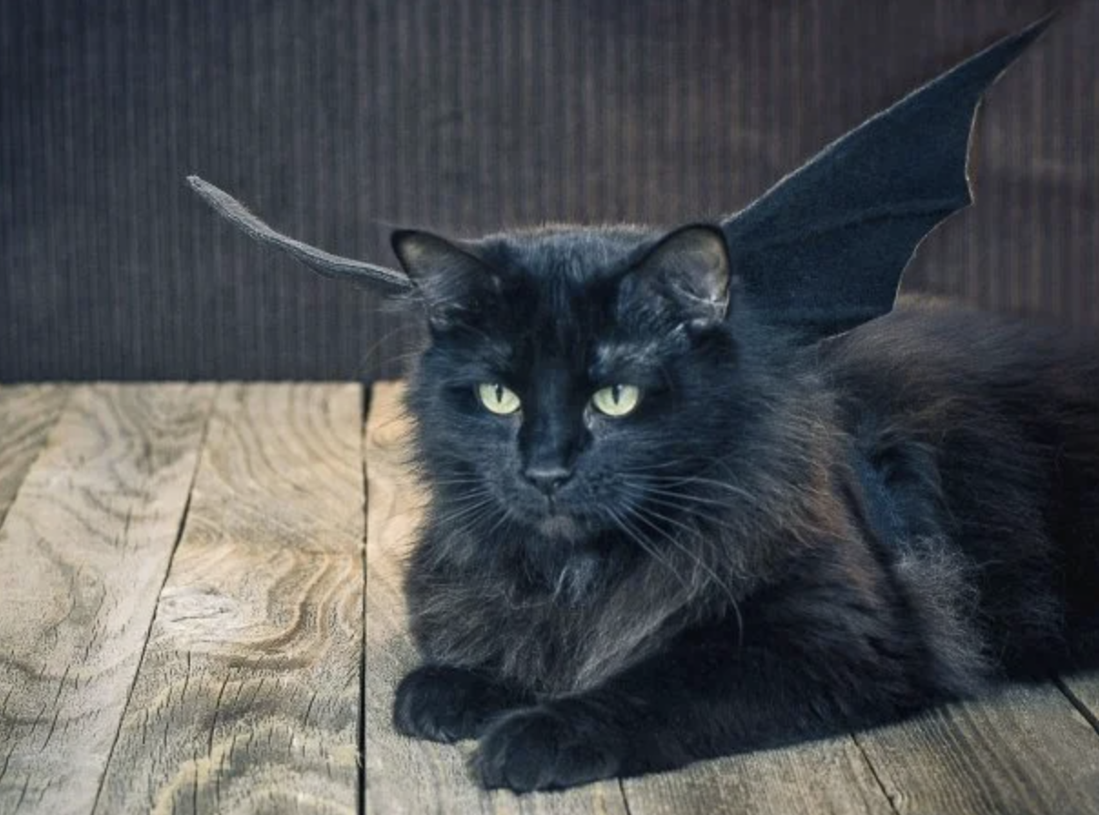 bat wings - Fairfield World